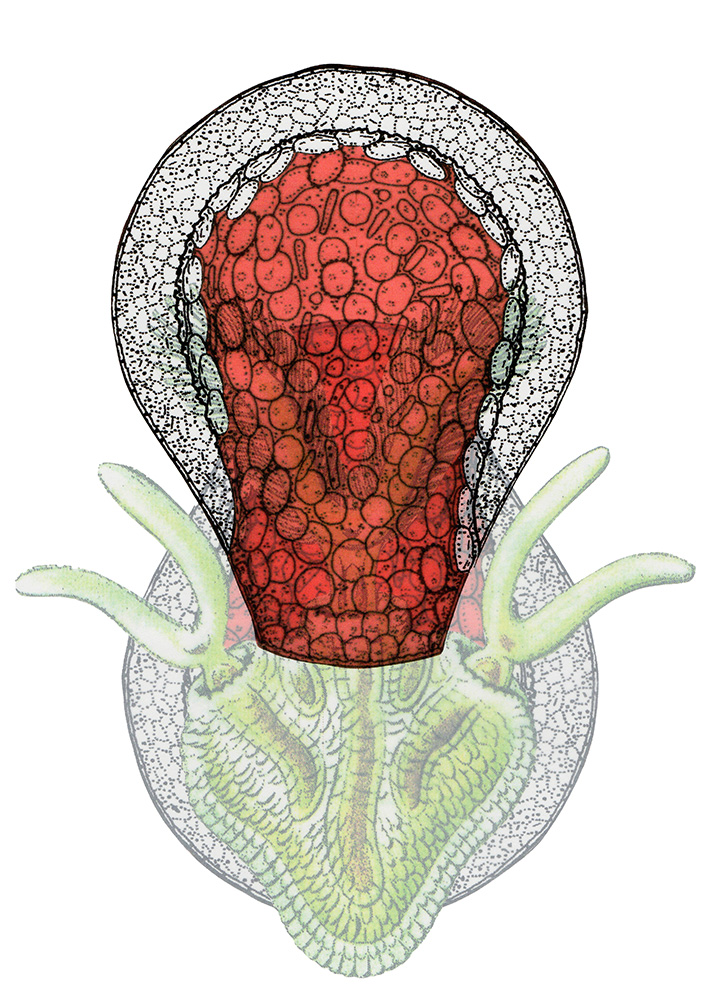 gudrun brückel ° biomorph – p66.gallery